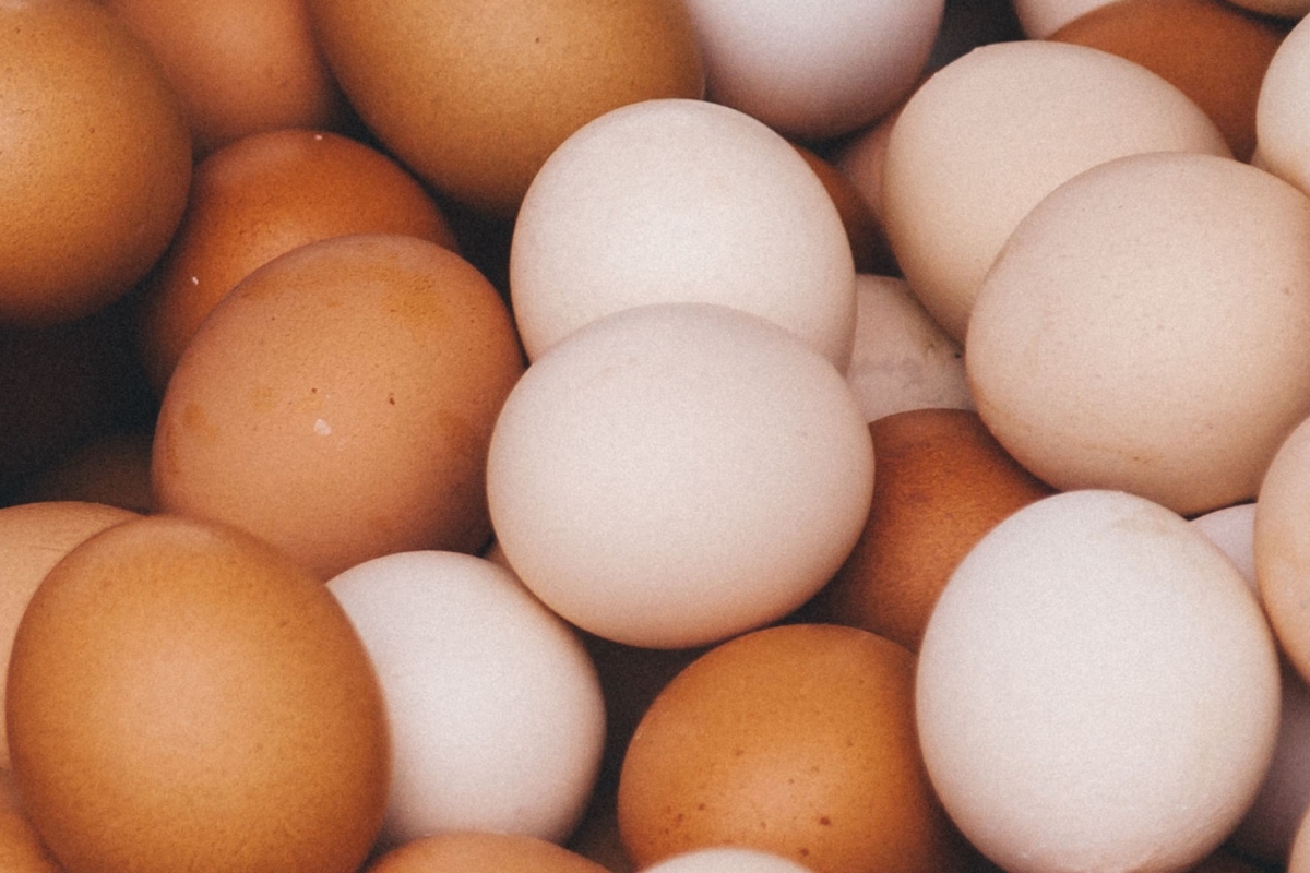 Pasteurized Eggs Pasteurized Eggs