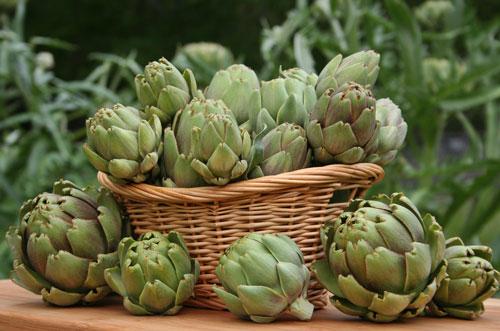 Artichoke Delcared California State Vegetable | And Now U Know
