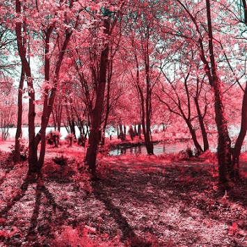 Download Pink Forest Live Wallpaper for PC / MAC / Windows