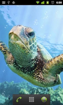 Download turtles wallpapers for PC / MAC / Windows