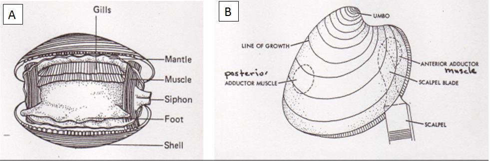 Lab 15 - Animal Diversity Intro - Clams (Part 1 of 5) - Kathy Egbert ...