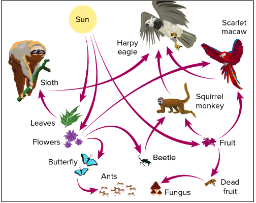 Matter and Energy in Ecosystems - Nicolette Ramirez | Library | Formative