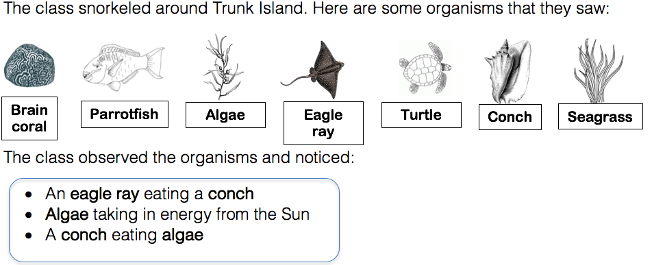P6 Food Chains Pre-assessment - Akinyi Apopa | Library | Formative