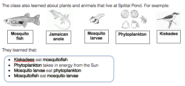 P6 Food Chains Post-assessment - Akinyi Apopa | Library | Formative
