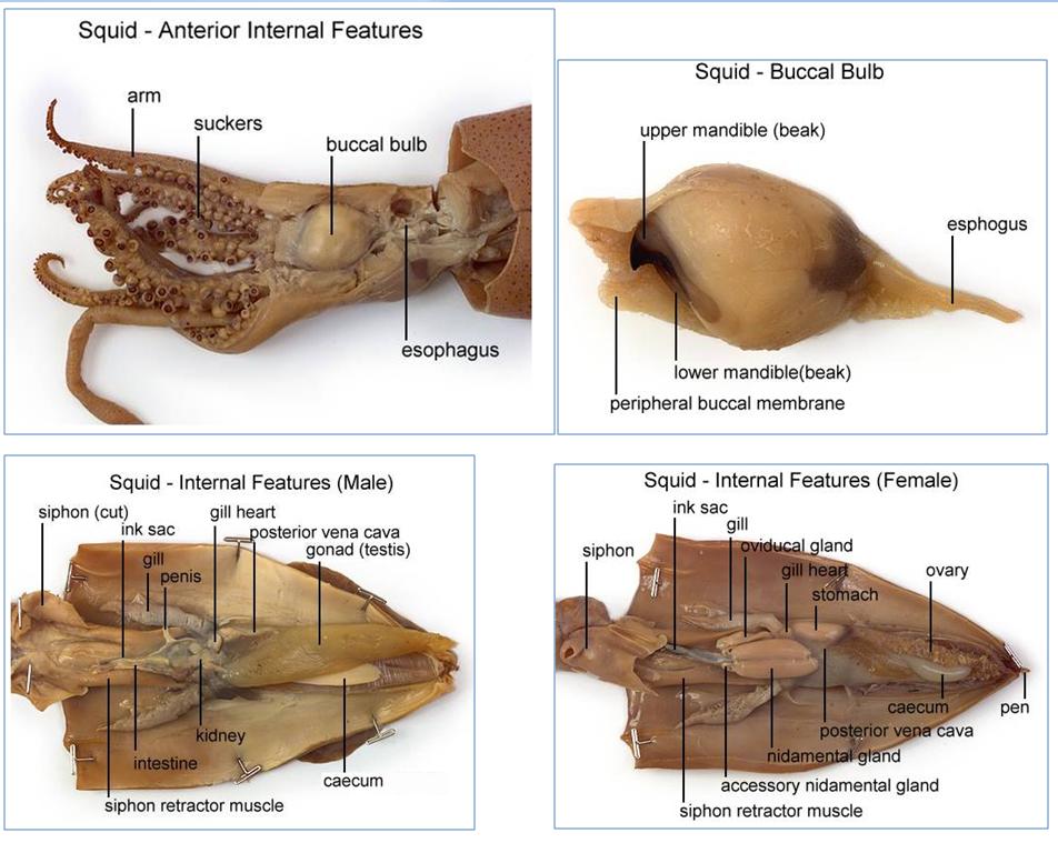 Squid Dissection Male Vs Female