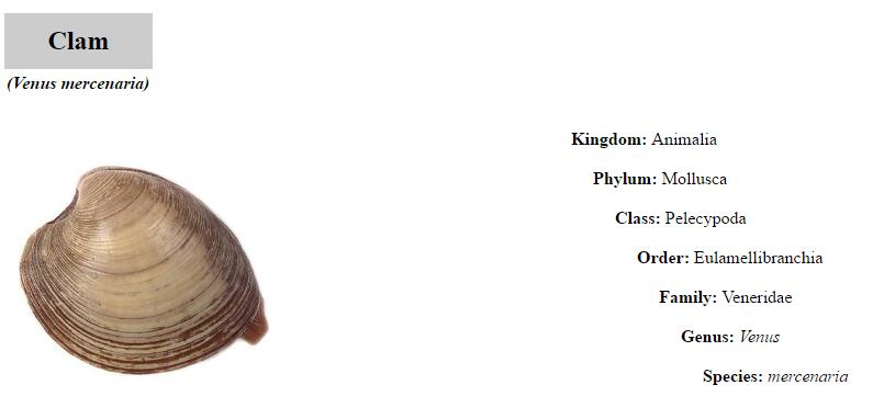 Lab 15 - Animal Diversity Intro - Clams (Part 1 of 5) - Kathy Egbert | Library | Formative