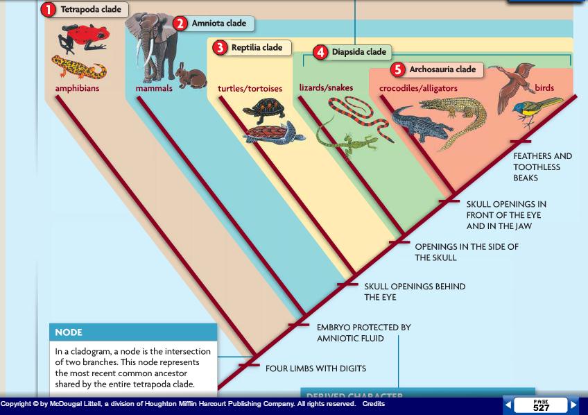 Linnaean Classification System - 40 pts - Kathy Egbert | Library ...