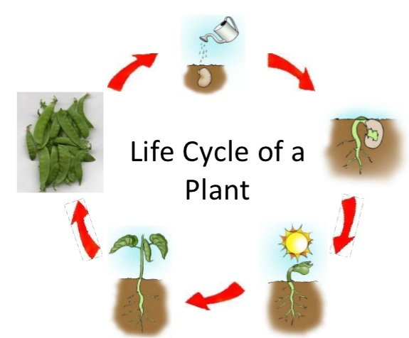 Life Cycles - Standards Spotlight | Library | Formative