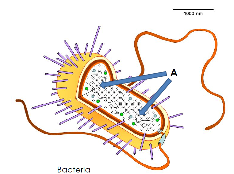 Prokaryotic VS Eukaryotic Cells - Sierra Horton | Library | Formative