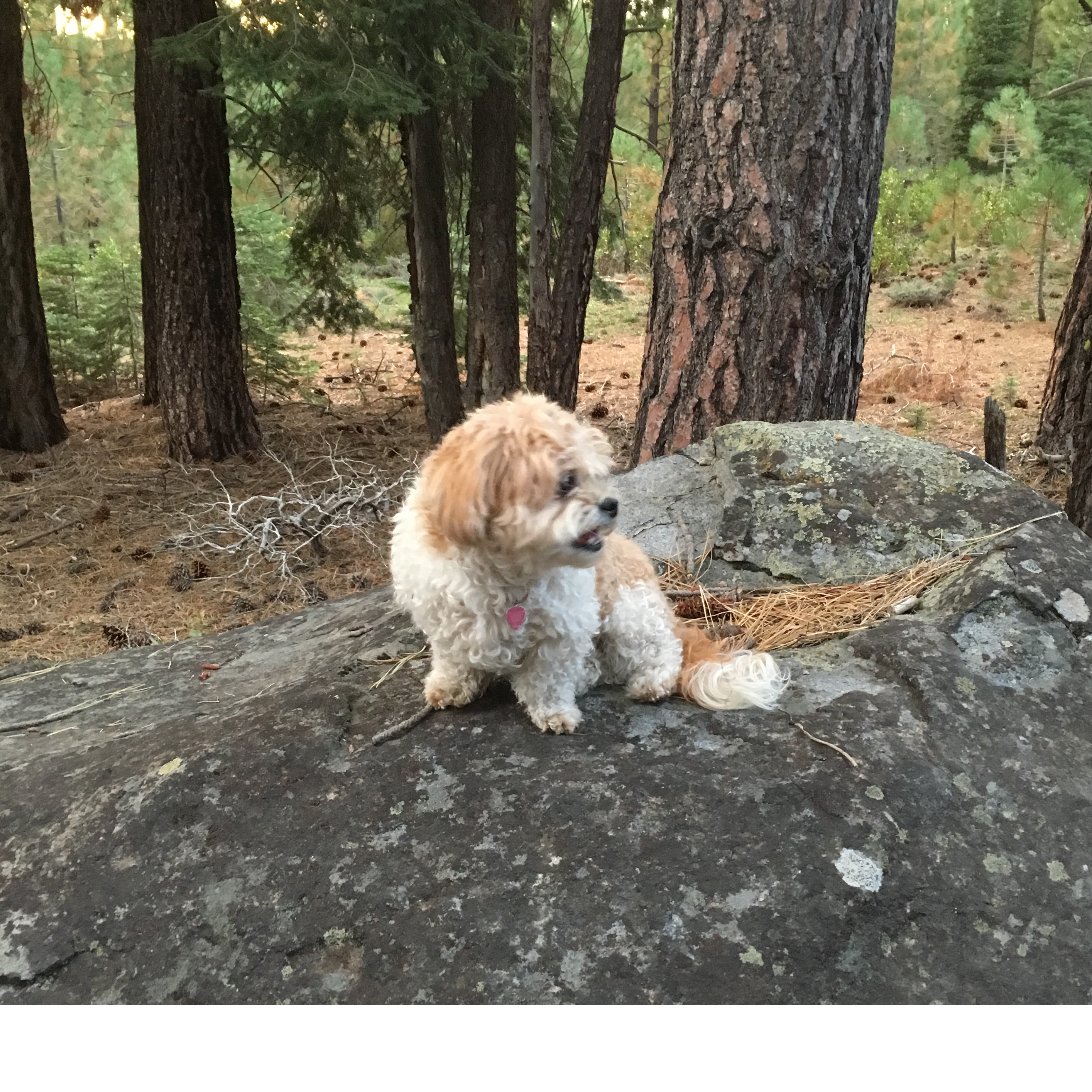 Croppie - element plugin to crop and zoom images before upload - Page 3 ...