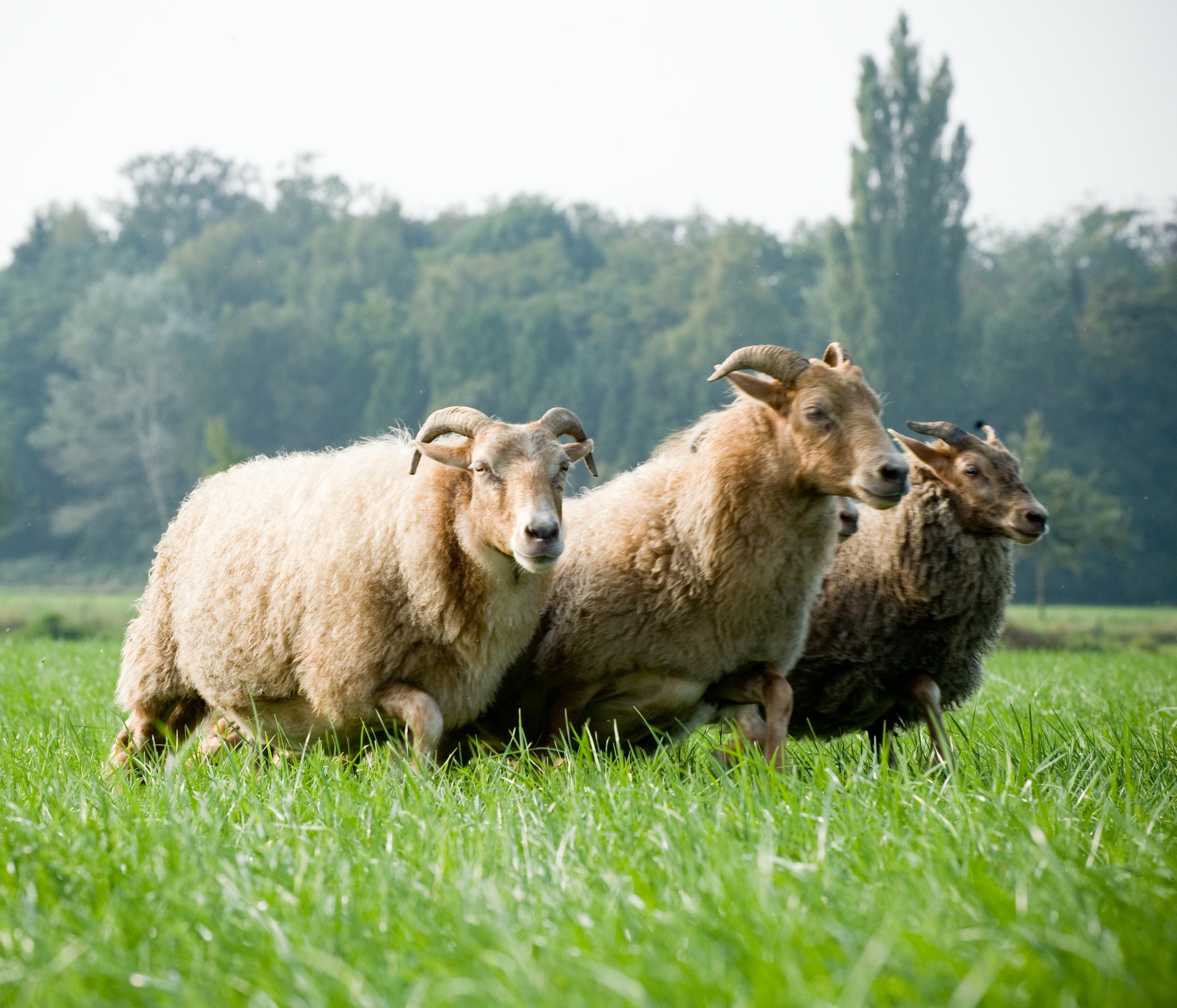 Teambuilding activiteiten | Hoeve Rosa