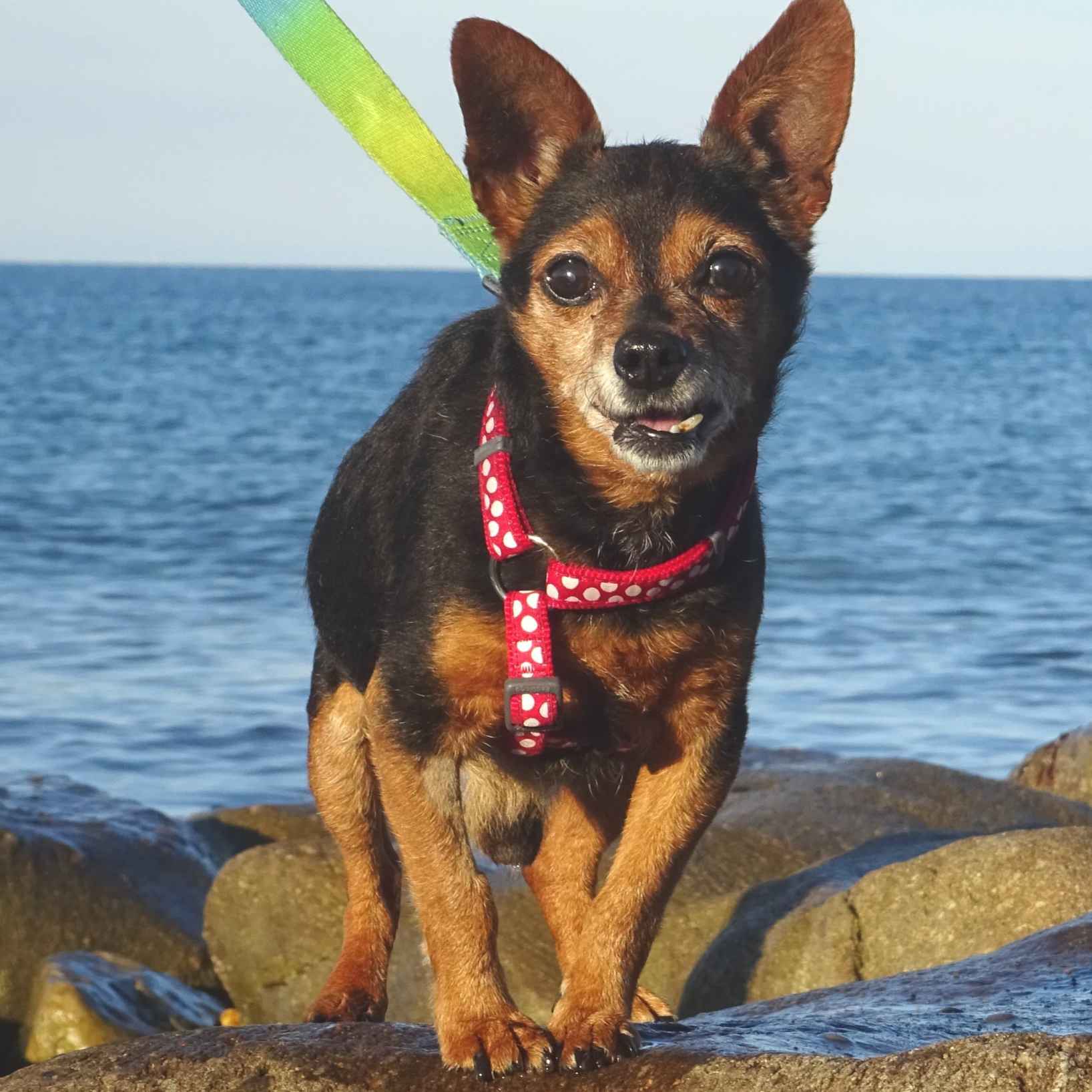 Pet Adoption | Les Petites Patounes Normandes