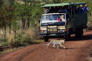 Mankwe GAMETRACKERS - Game Drive & Lunch (6 hours) Manyane