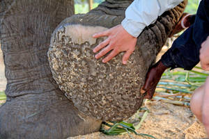 Elephant Whispers - Elephant Interaction