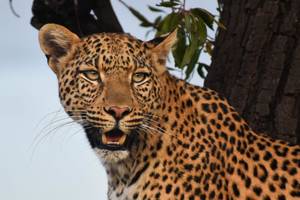 Kgabo Safaris - Schedule Game Drive