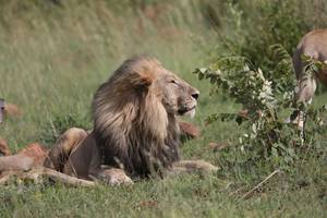 Sun Eagle Adventures - Full day Game Drive with Lunch - Manyane gate