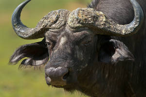 Red Chilli Hideaway - Murchison Falls 3 Day Big 5 Safari Tour, Uganda