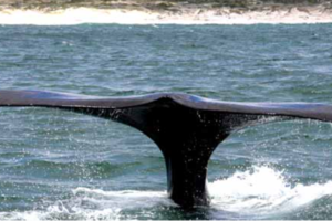 Wild Horizons Waterfront Adventures - Whale Watching Trip