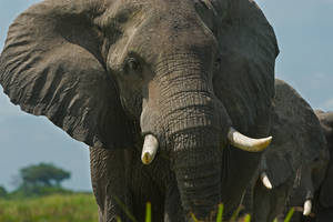 Red Chilli Hideaway - Red Chilli 18 days – The Ultimate Uganda Tour!