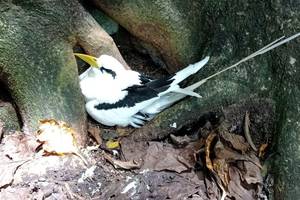 Delia Charter - Coco to Felicite to Sisters- Trillina Vessel