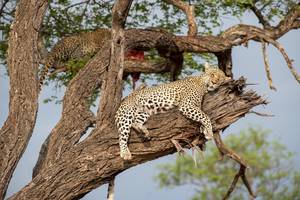Things To Do - Cheetah Outreach & Wine Tasting