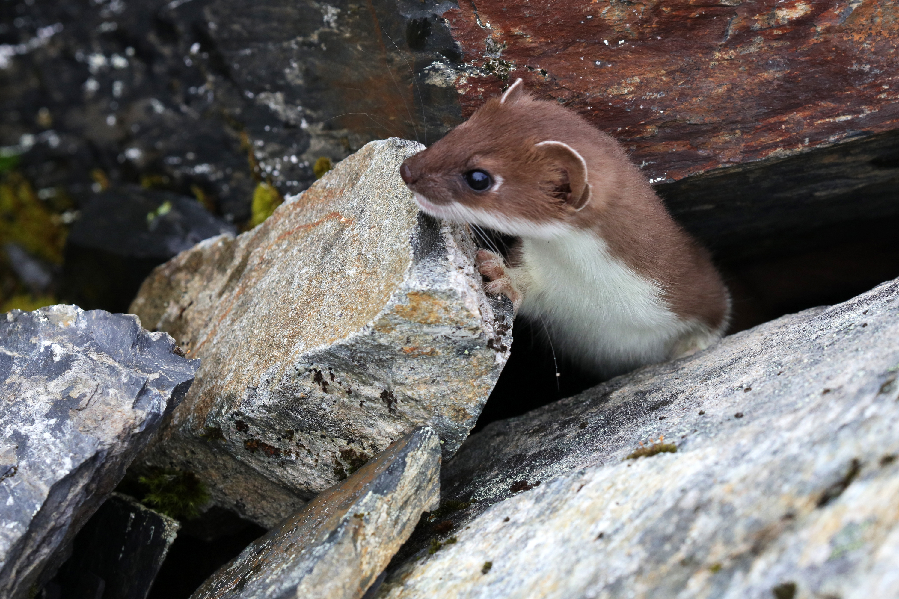 Arctic Ermine