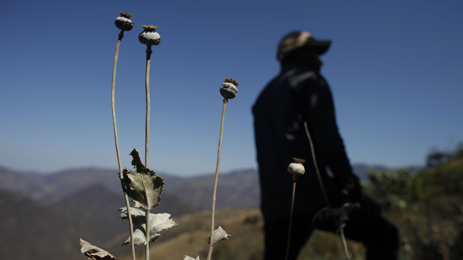 El Pentágono De La Amapola La Nueva Zona Codiciada Por Los Cárteles De La Droga En México Infobae