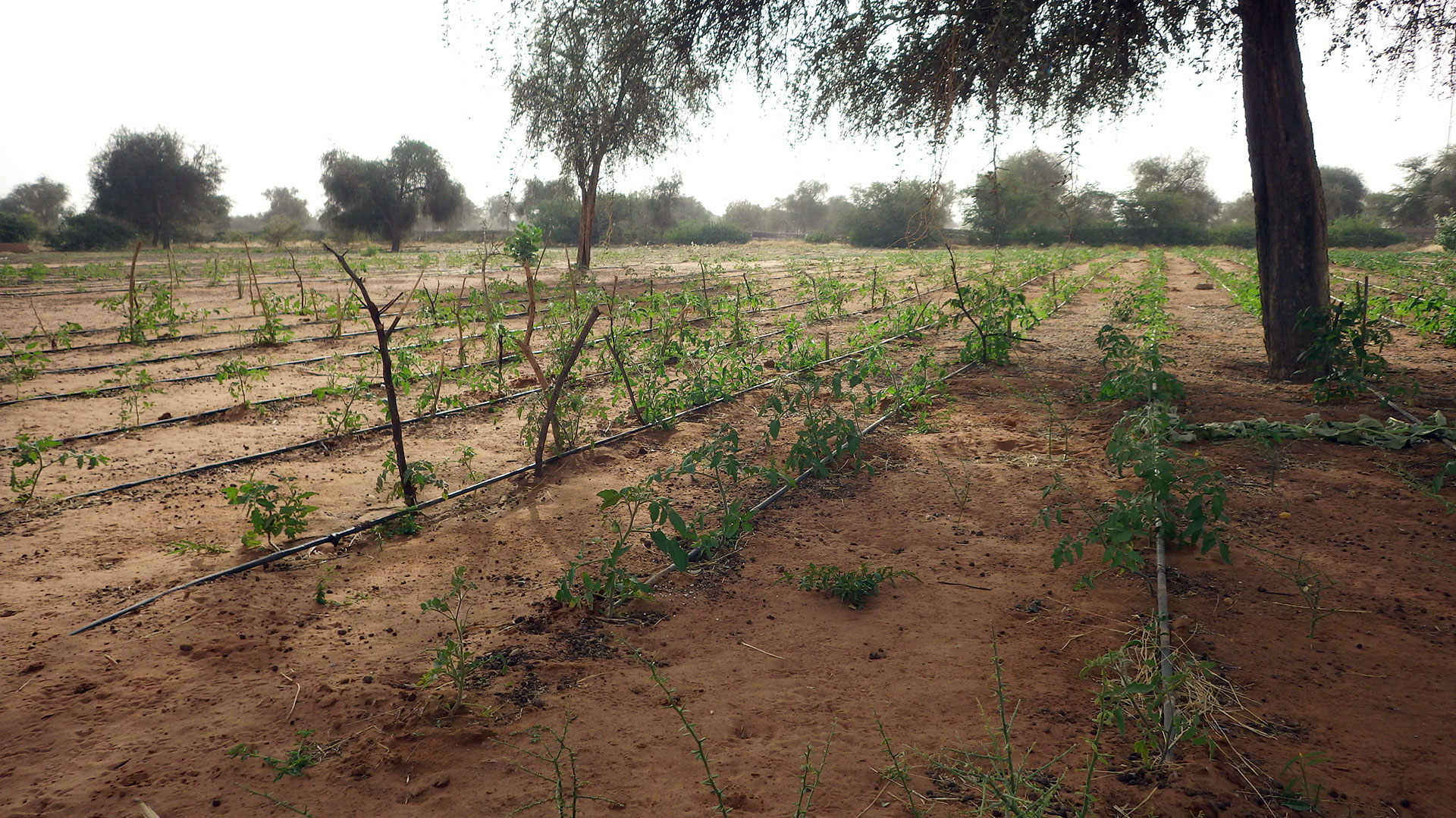 La Gran Muralla Verde El Proyecto Ecológico Que Atravesará El 3580