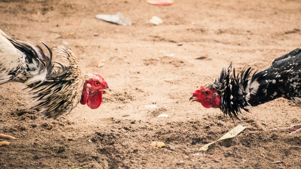Apuestas De Sangre Así Es El Oscuro Mundo De Las Peleas De Gallos Infobae