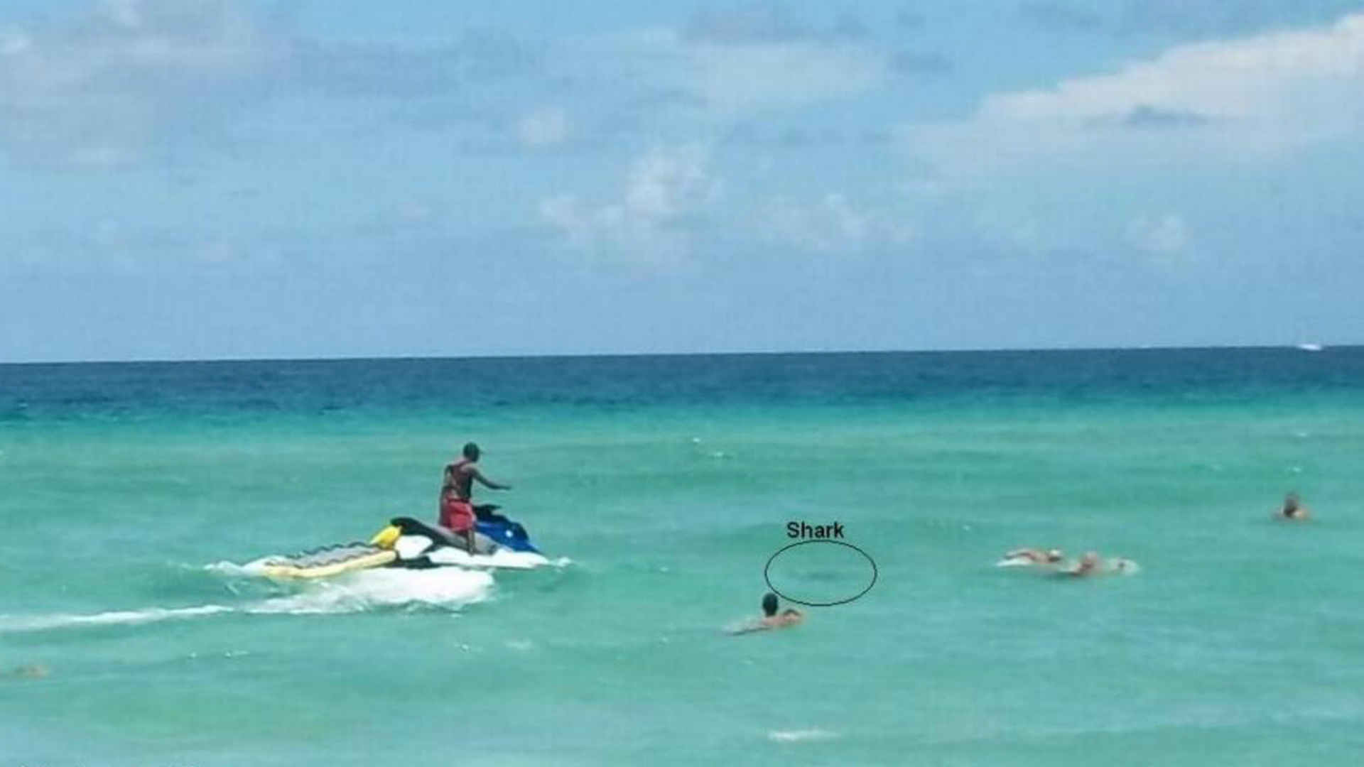 Pánico en Miami: un tiburón atacó a un bañista mientras salía del agua ...