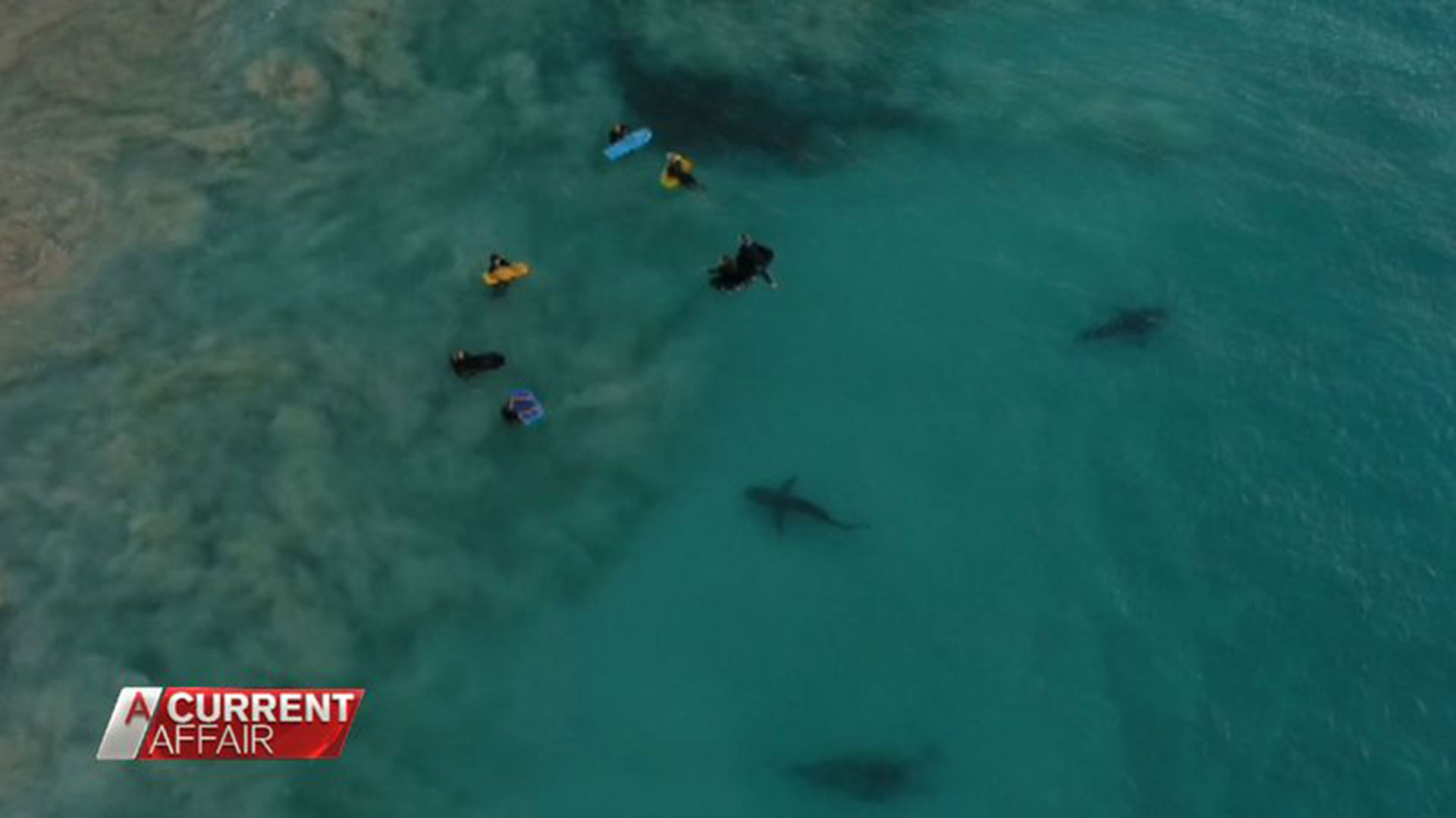 El Momento En Que Un Grupo De Tiburones Rodea A Niños Para Atacarlos