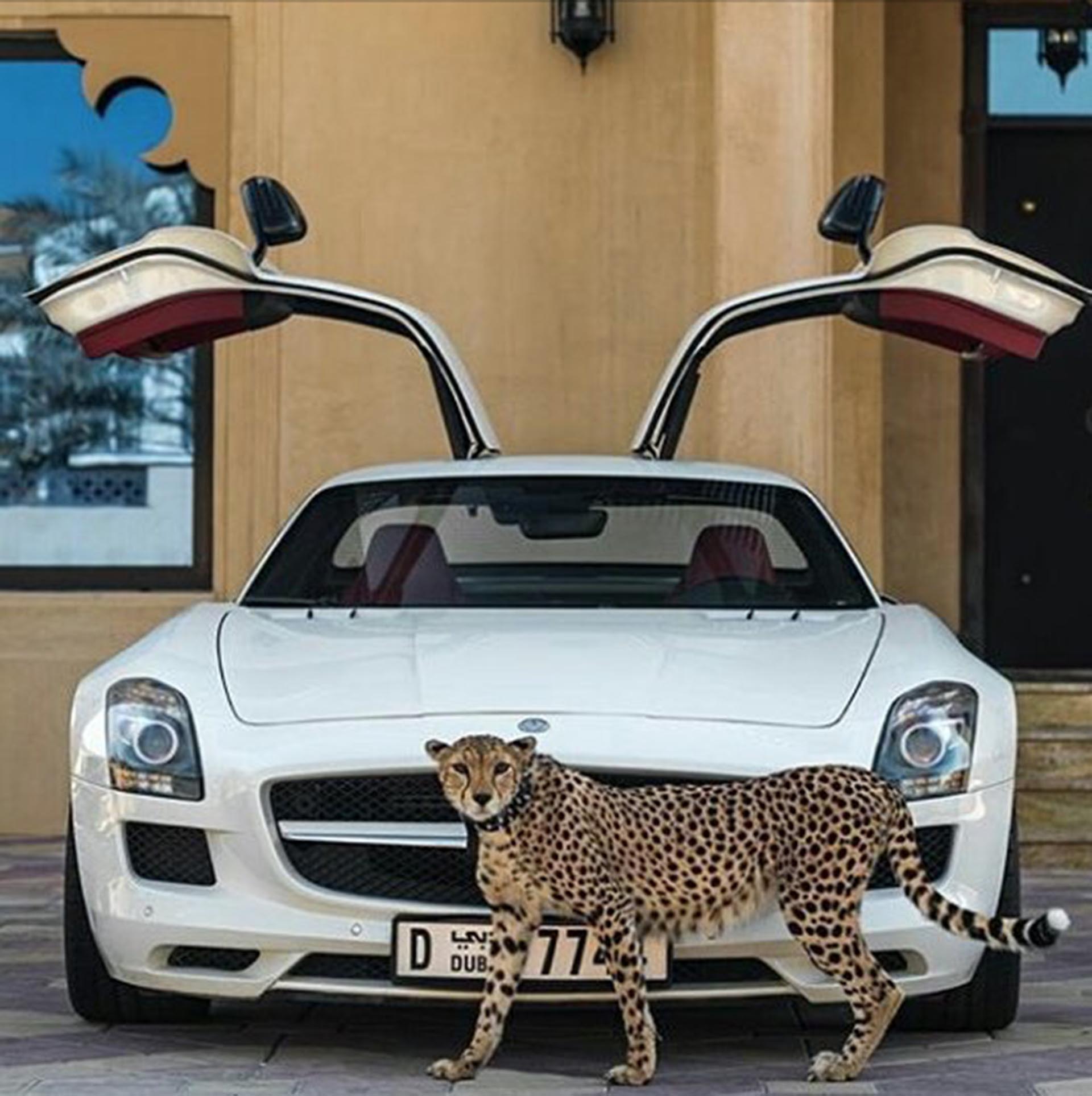 Humaid Albuqaish, el multimillonario que cría felinos alrededor de sus ...