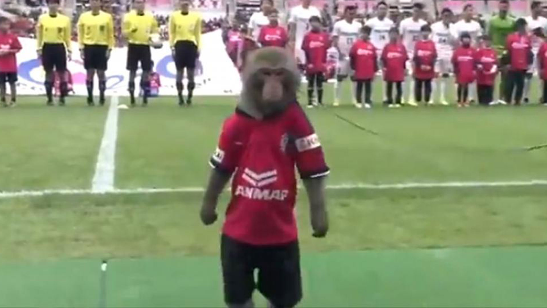 Polémica en Japón por el «puntapié inicial» de un mono en un encuentro ...