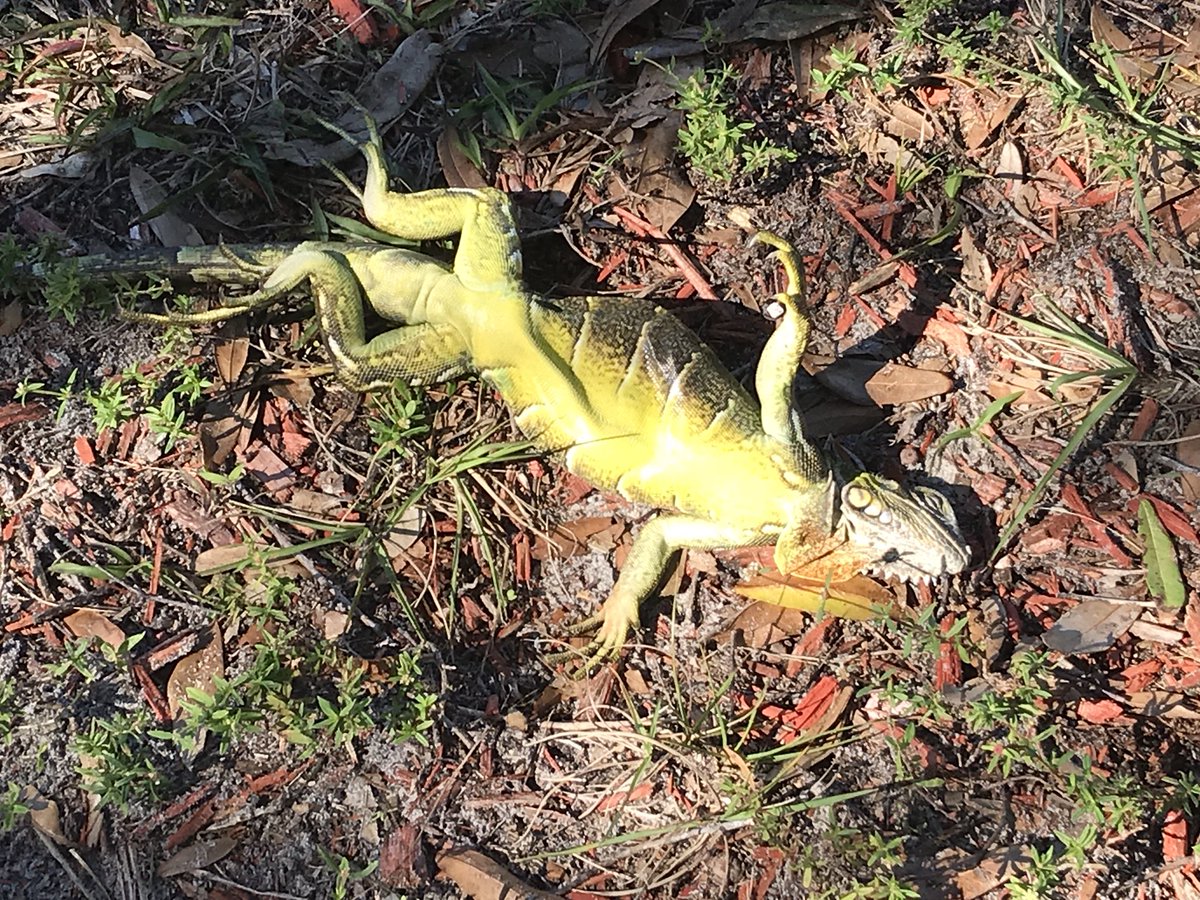 Por Las Bajas Temperaturas Se Congelaron Las Iguanas En Florida Infobae