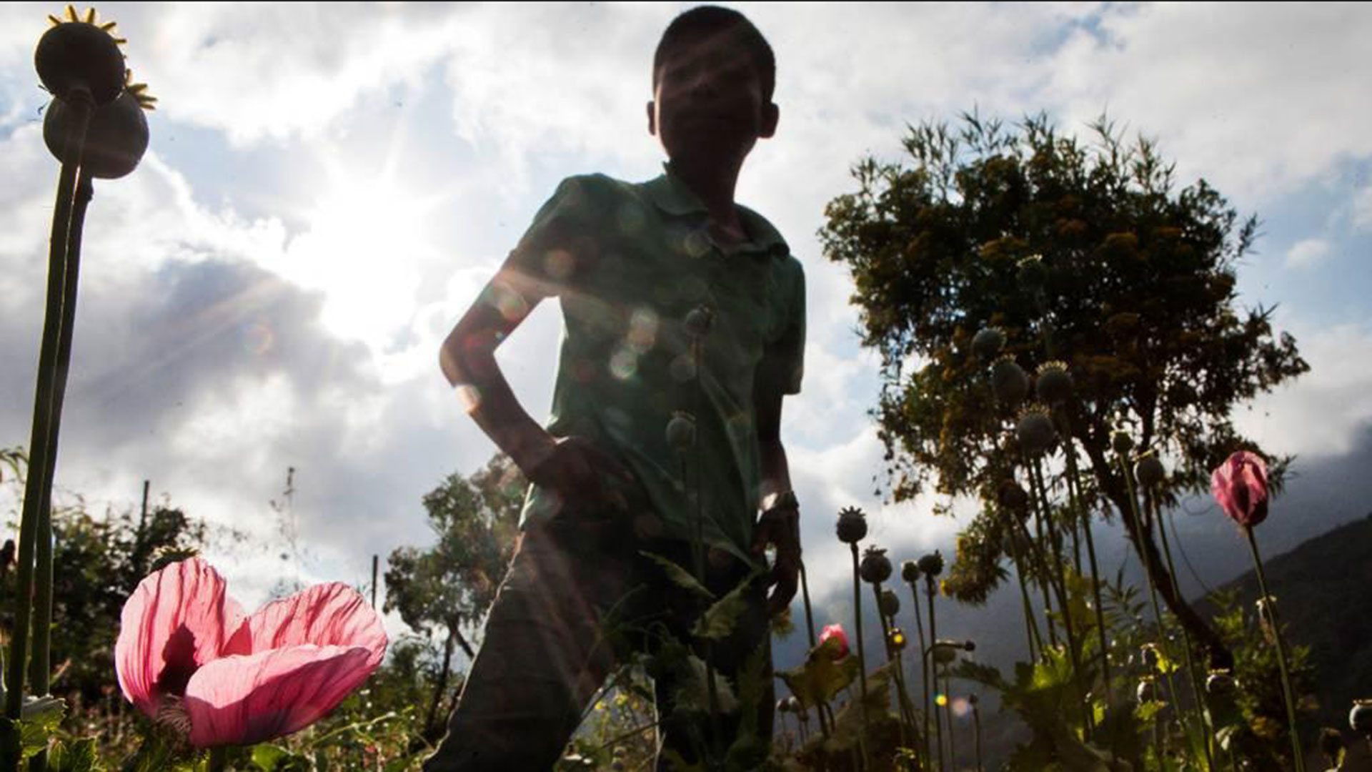 El Pentágono De La Amapola La Nueva Zona Codiciada Por Los Cárteles De La Droga En México Infobae