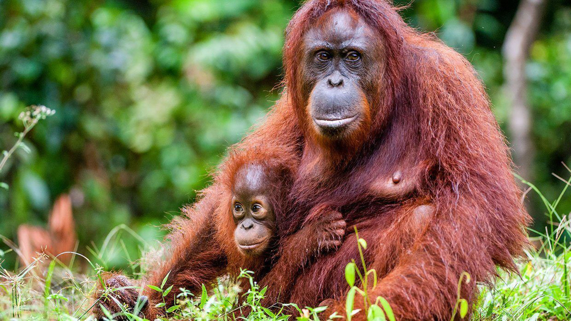 Los humanos jugaron un papel clave en la reducción de orangutanes hace ...