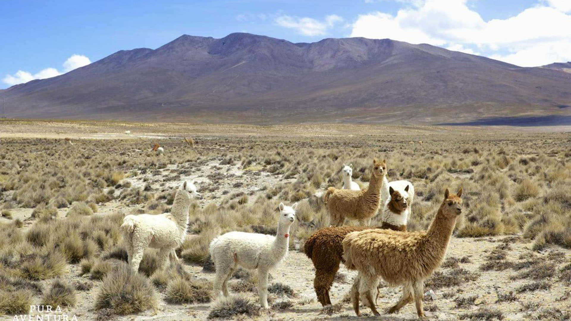 La Ola De Frío En Perú Causó La Muerte De Unas 5000 Alpacas En La Región De Arequipa Infobae