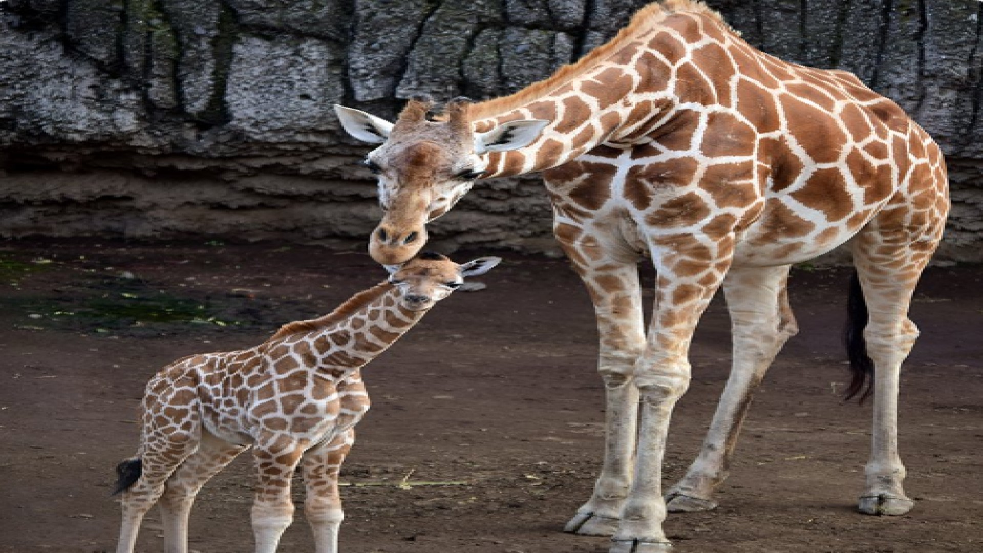 La historia de la jirafa bebé del Zoológico de Chapultepec que busca nombre – Perfil Formosa