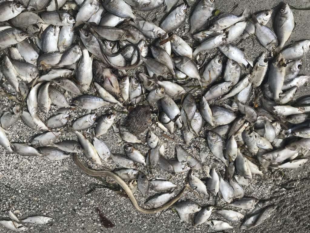 Pinellas County will seek $1.3 million grant for Red Tide cleanup