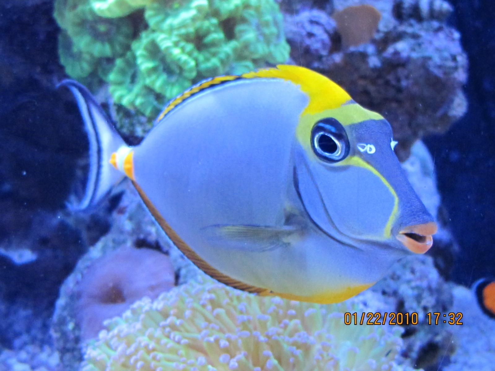 Blue Naso Tang