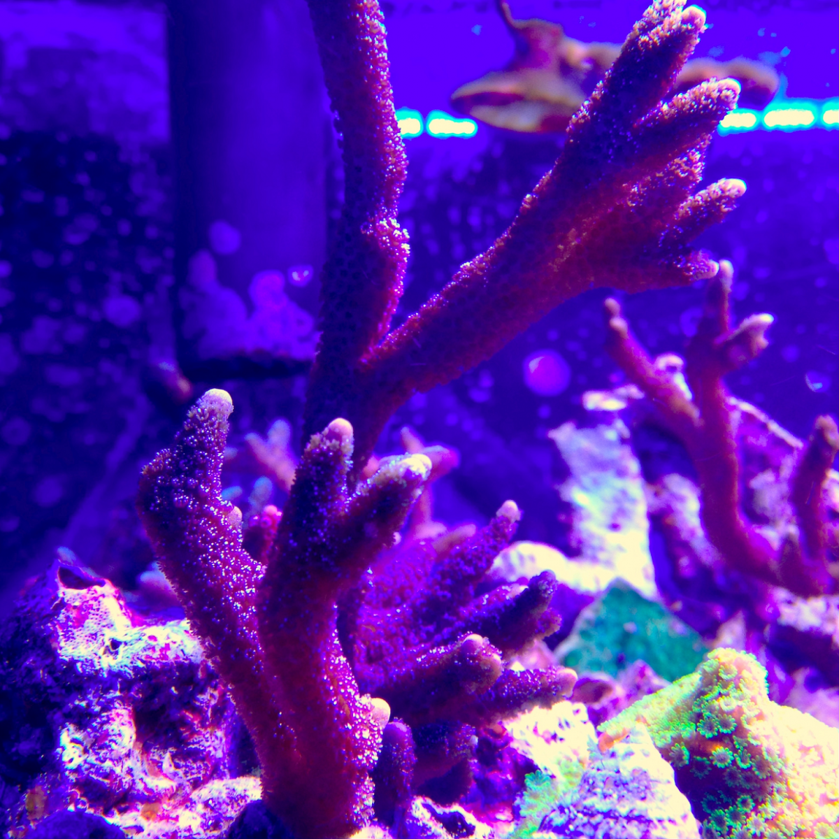 German Blue Polyped Montipora digitata - Members Gallery - Austin Reef Club