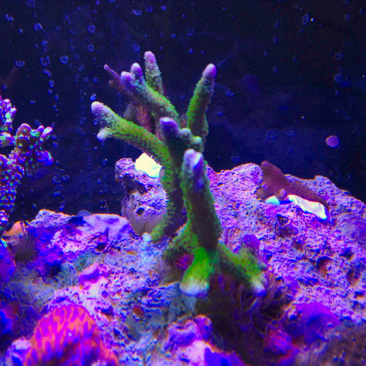 Green Montipora digitata - Members Gallery - Austin Reef Club