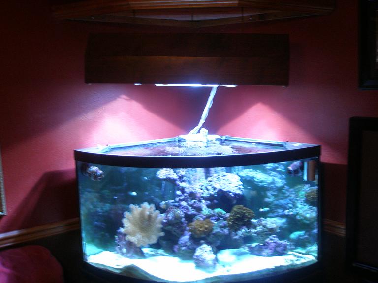 Corner Marine Fish Tank For Sale at Marilyn Sylvester blog