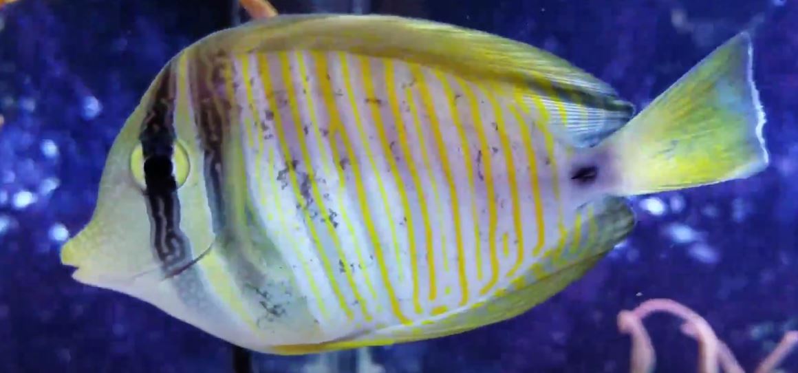 fish ick Ick noticed myaquariumclub - ISBAGUS