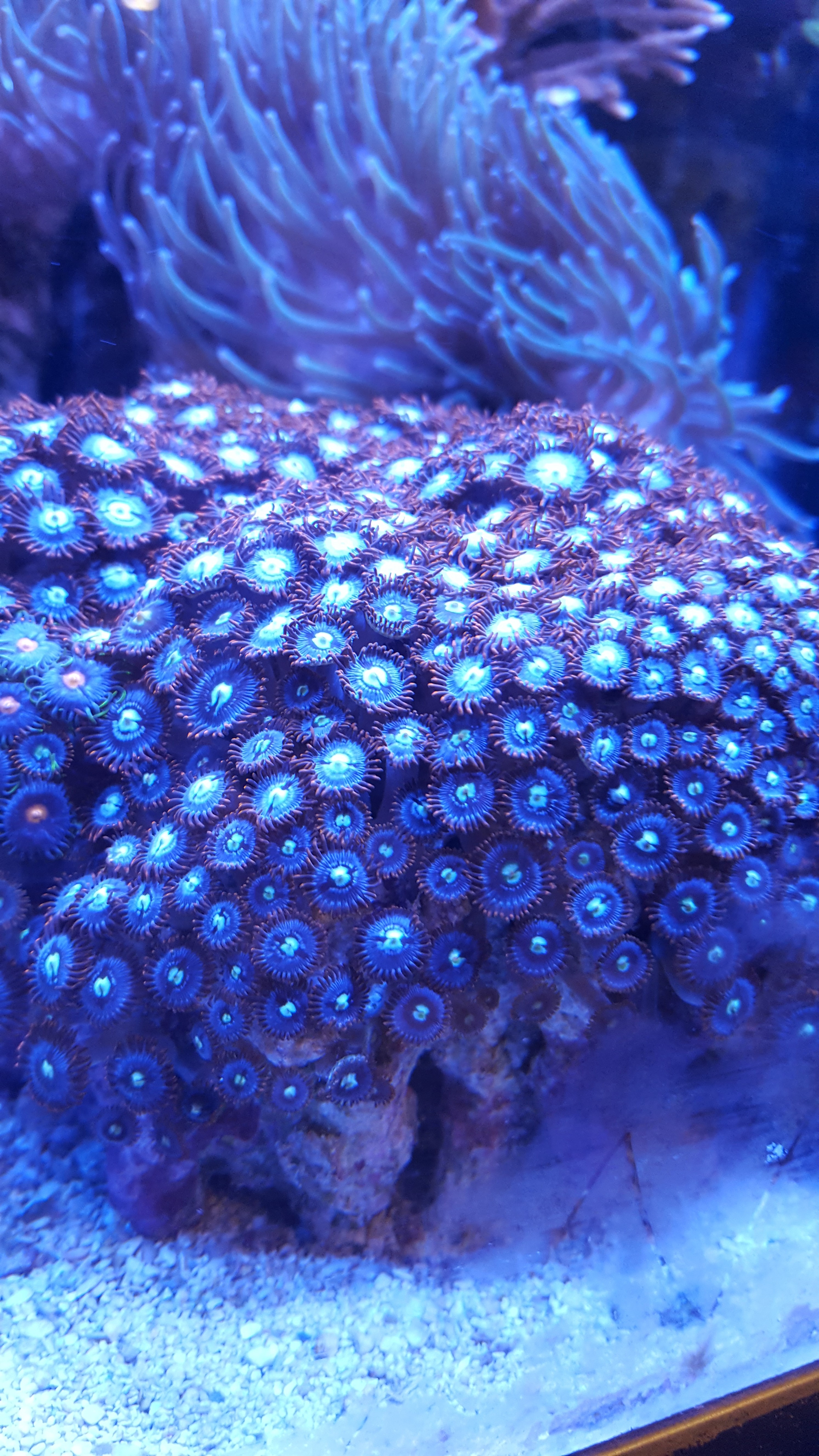 Frag Swap corals - Livestock - Austin Reef Club