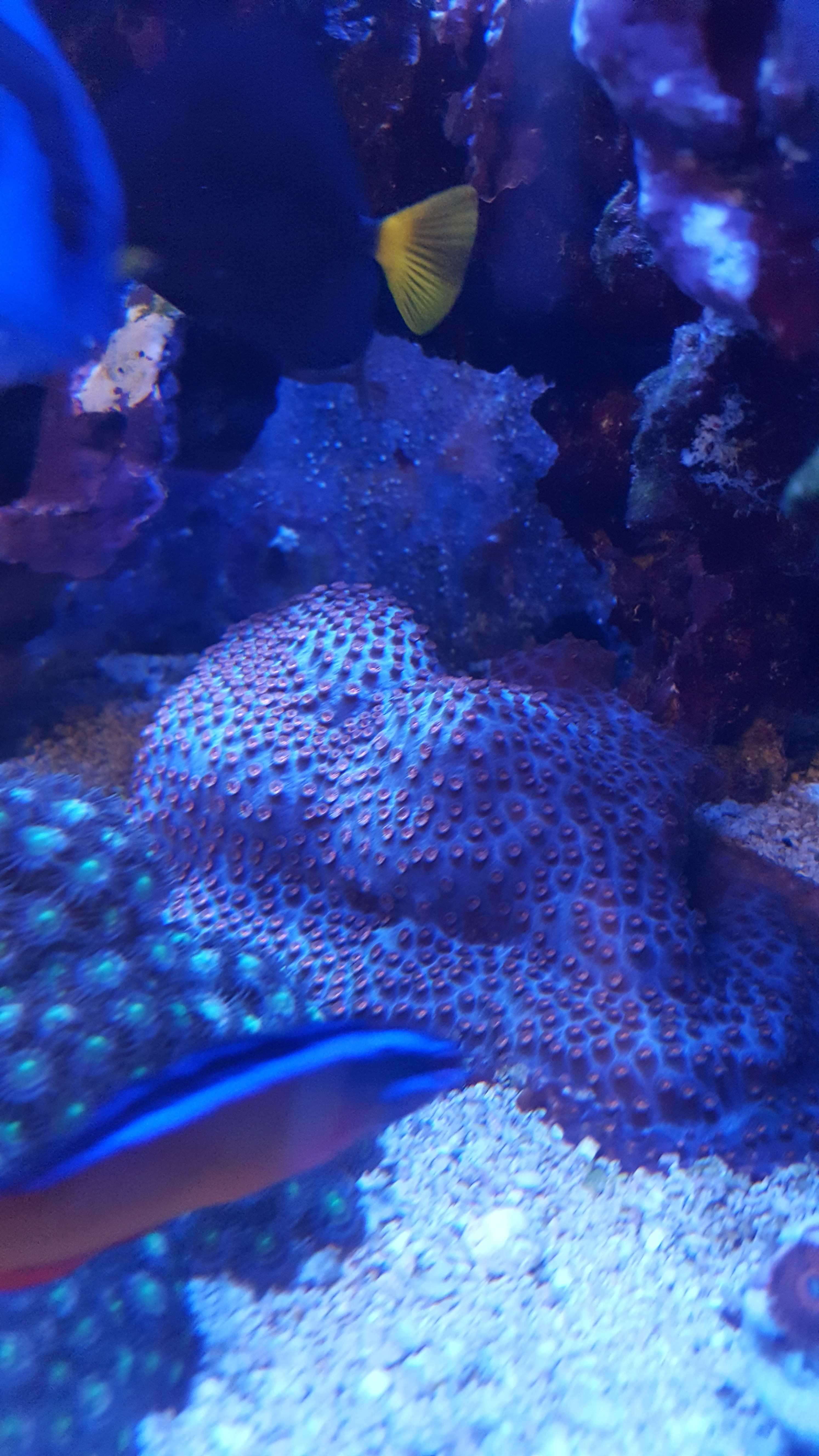 Frag Swap corals - Livestock - Austin Reef Club