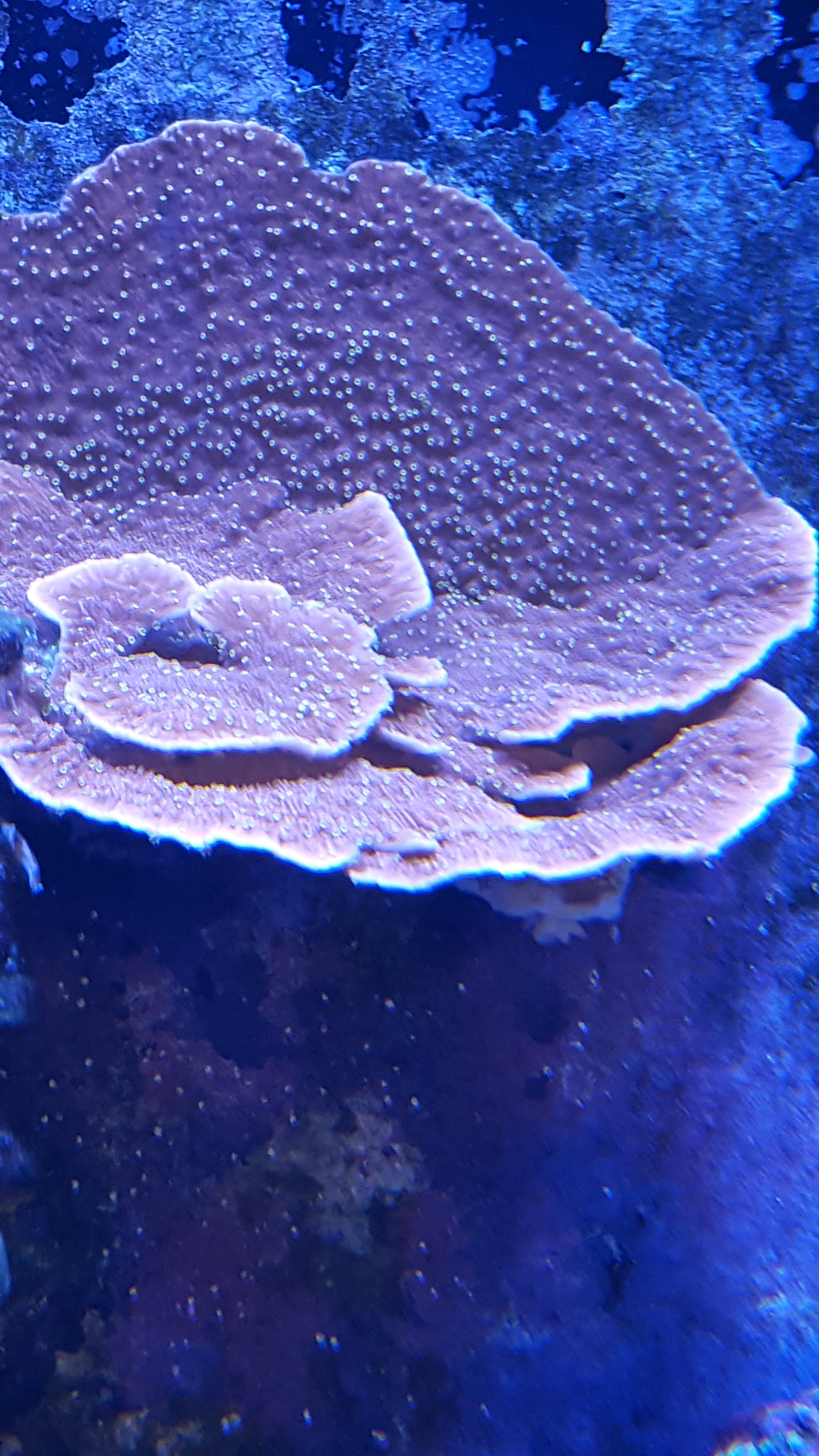 Frag Swap corals - Livestock - Austin Reef Club
