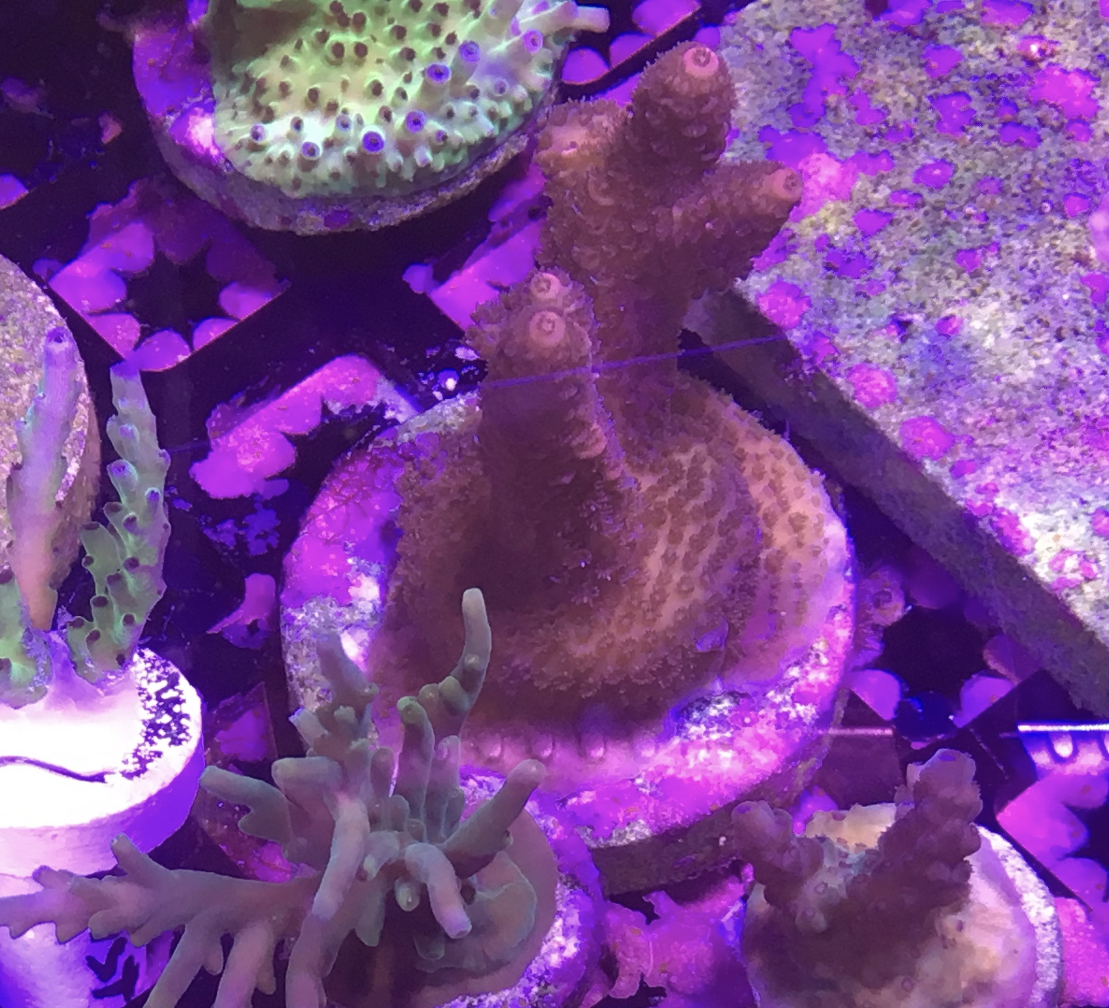 More Frags! (UPDATED 2/15) - Livestock - Austin Reef Club