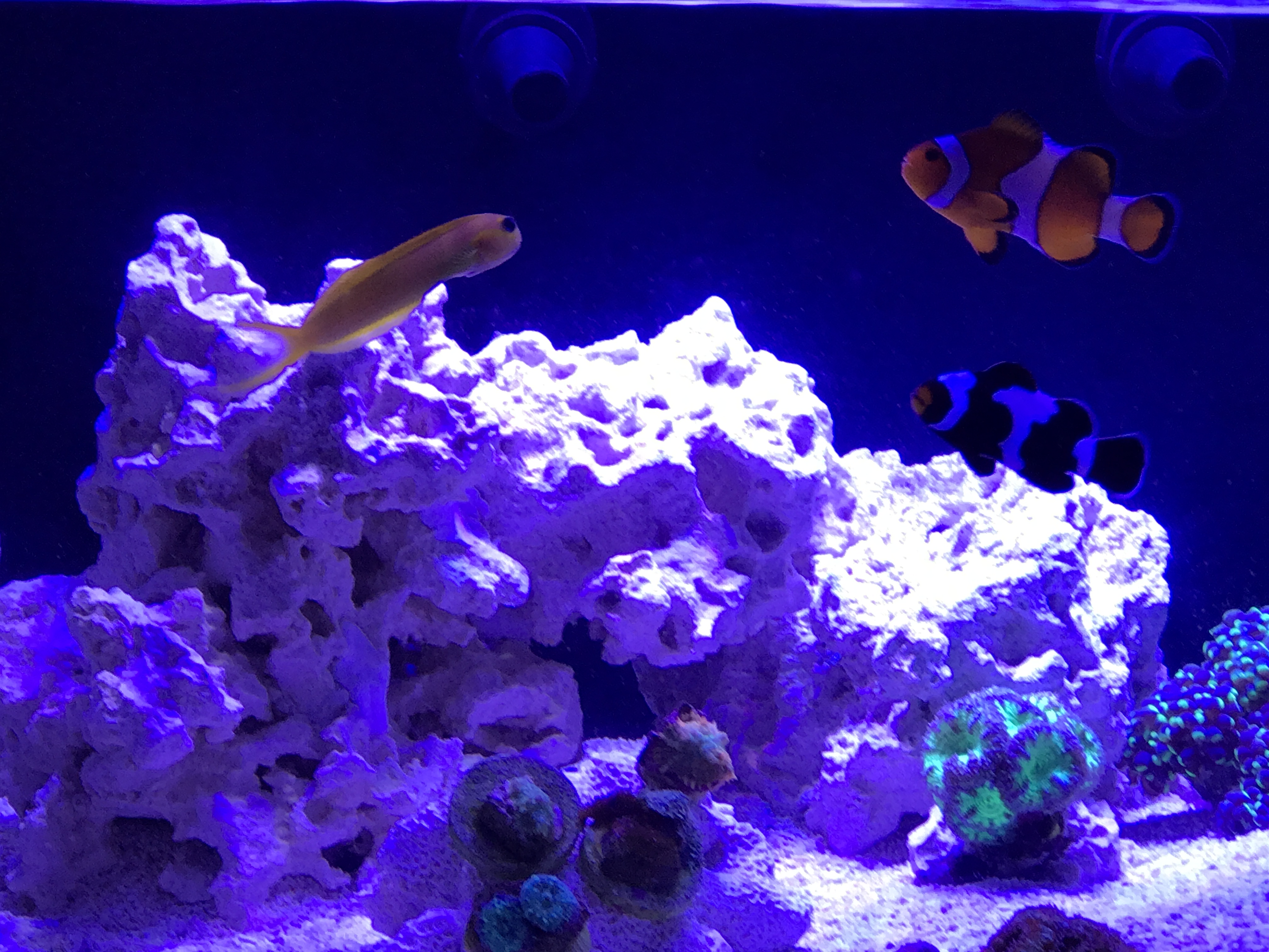 25 Lagoon Build - Tank Builds - Austin Reef Club