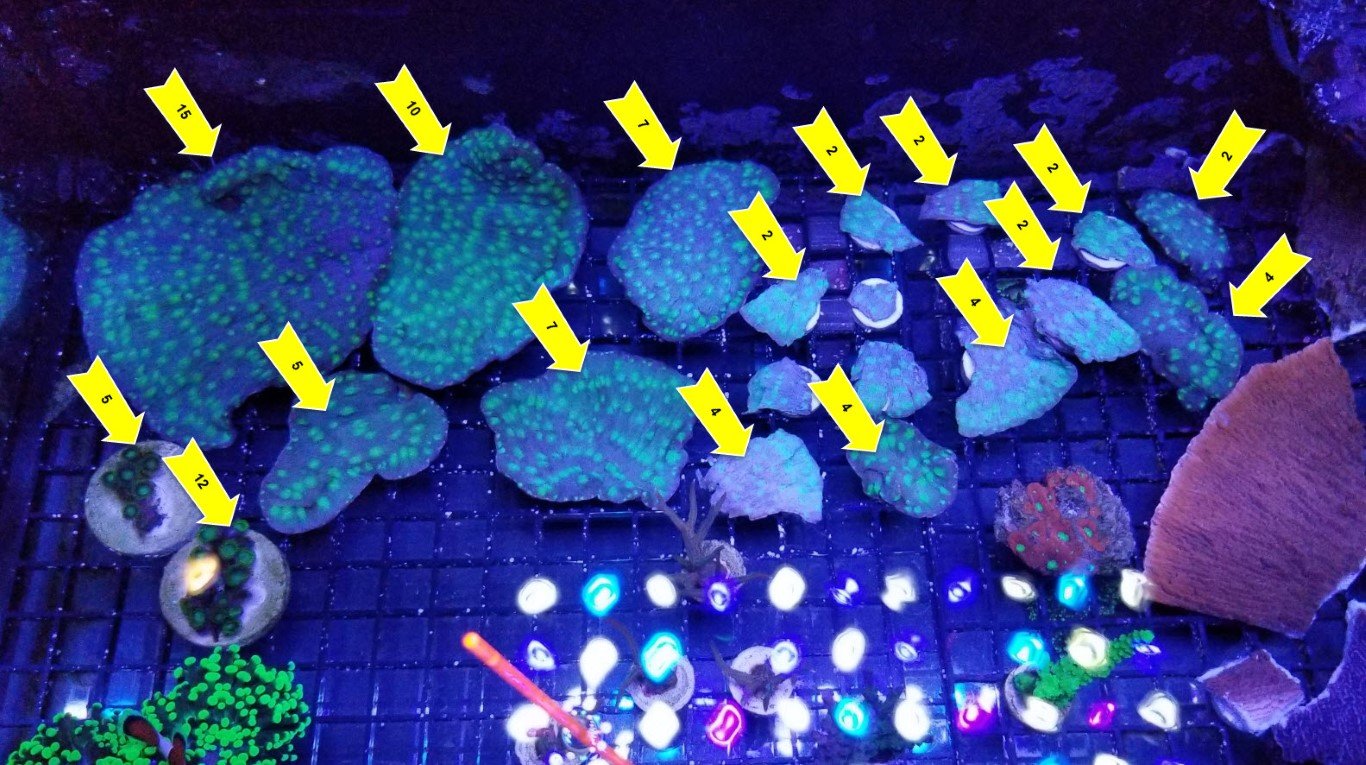 Alien eye chalice / Red&Grape monti / Green eye Zoa $25-1 - Livestock ...